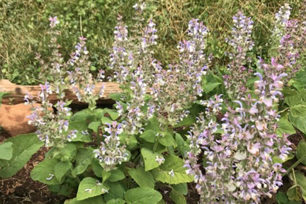 Clary Sage - Salvia sclarea | Thomas Jefferson's Monticello