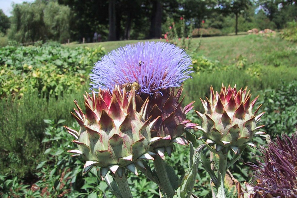 Cardoon - Cynara cardunculus | Thomas Jefferson's Monticello