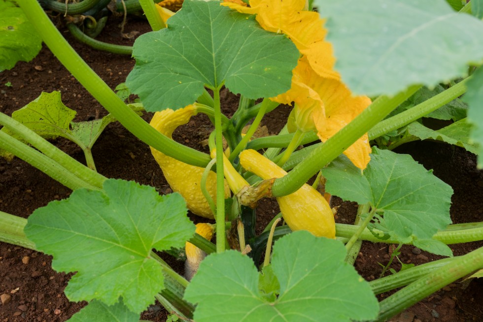 Squash - Cucurbita pepo | Monticello