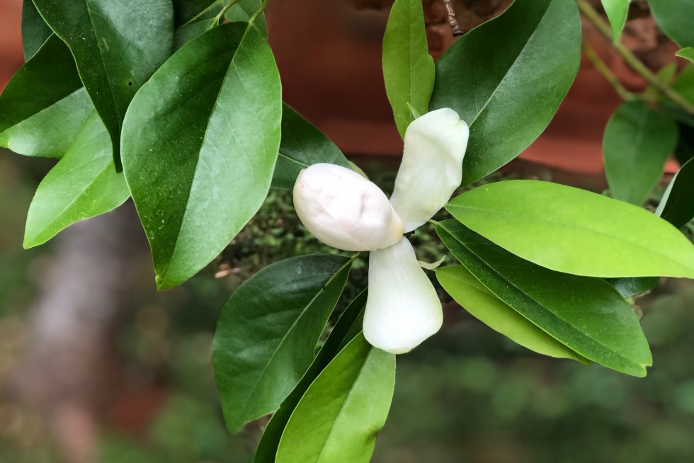 Sweet Bay Magnolia - Magnolia virginiana | Thomas Jefferson's Monticello