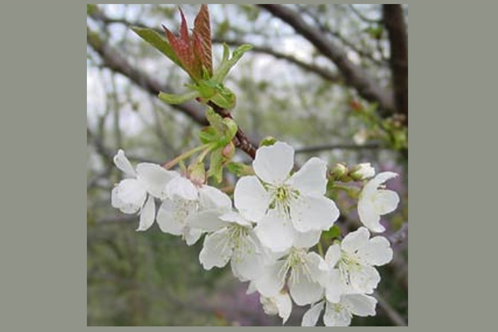 Montmorency Cherry - Prunus cerasus | Thomas Jefferson's Monticello