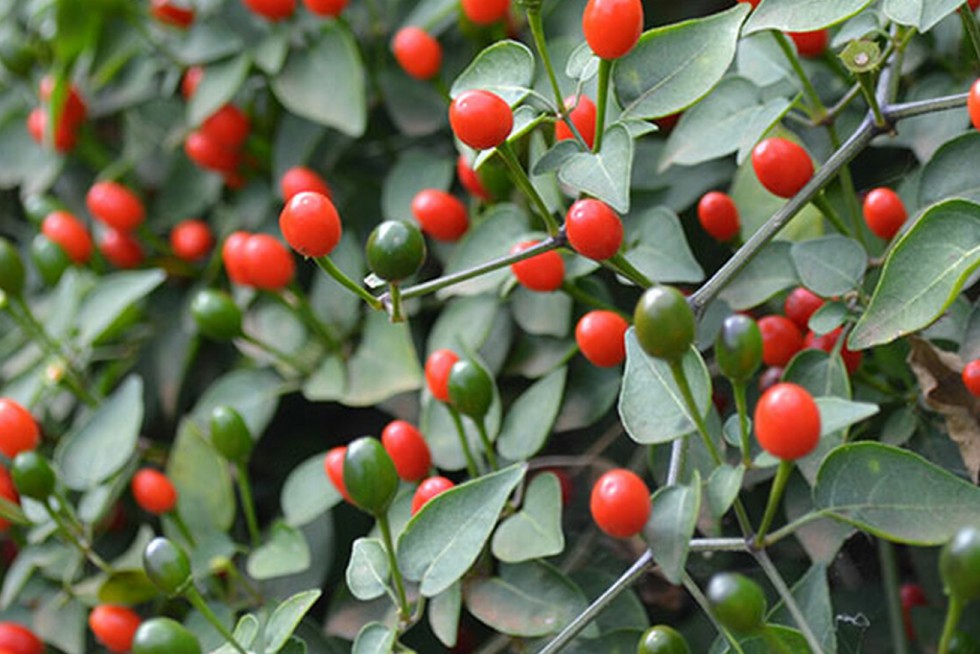 McMahon's Texas Bird Pepper - Capiscum annuum ‘glabriusculum’ | Thomas ...