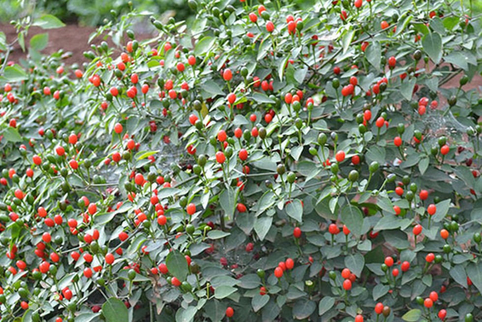 McMahon's Texas Bird Pepper - Capiscum annuum ‘glabriusculum’ | Thomas ...