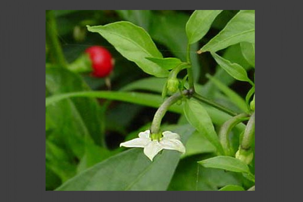 McMahon's Texas Bird Pepper - Capiscum annuum ‘glabriusculum’ | Thomas ...