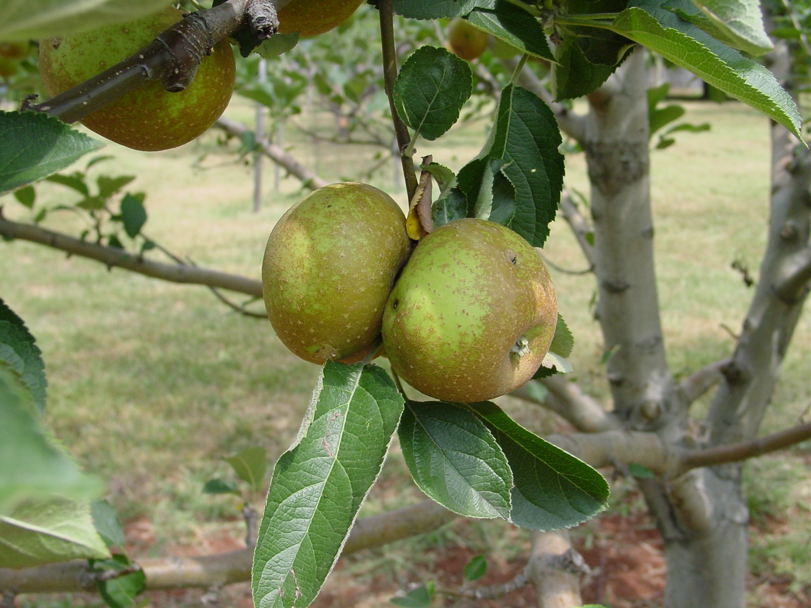 Roxbury Russet Apple | Thomas Jefferson's Monticello