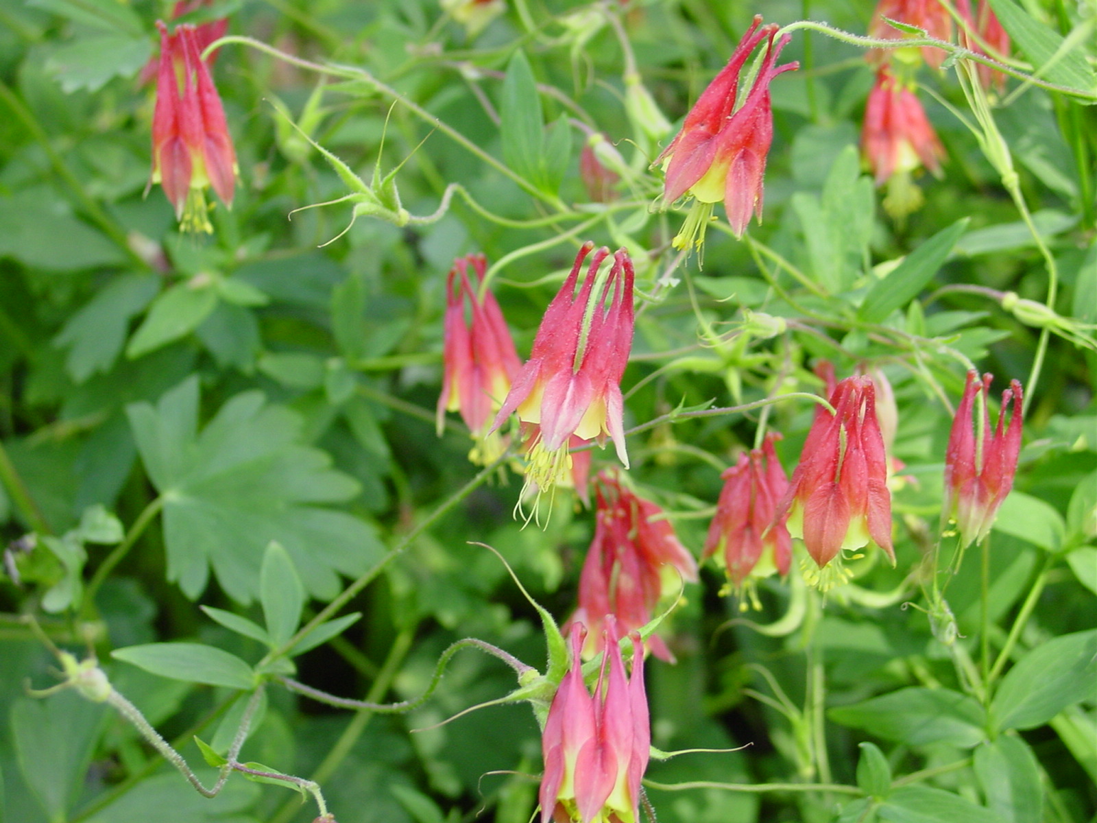 Native Columbine | Thomas Jefferson's Monticello