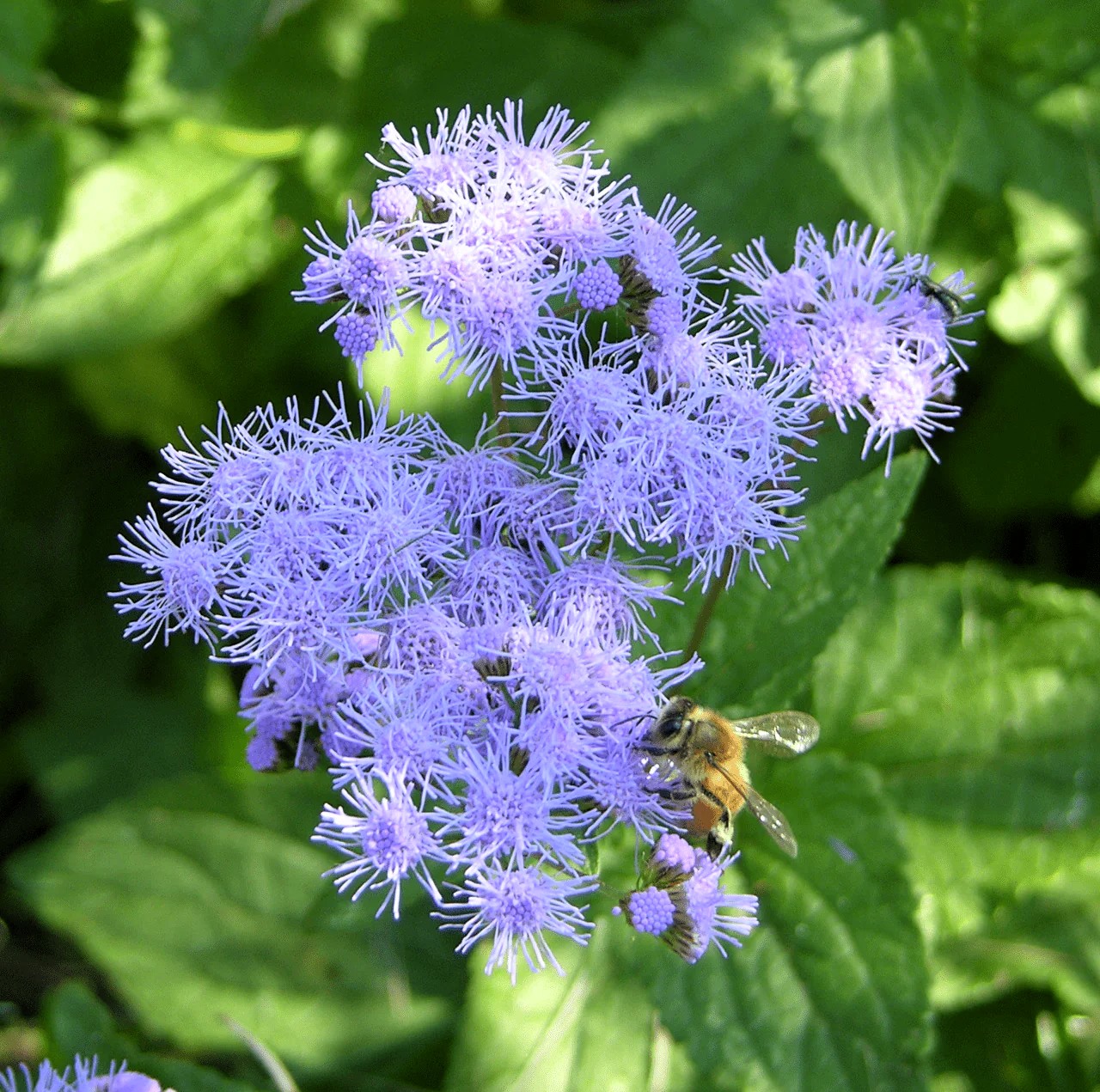 Blue Mist Flower | Thomas Jefferson's Monticello