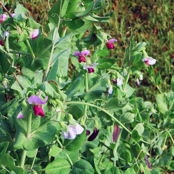 Blue-podded Capucijner Pea | Monticello