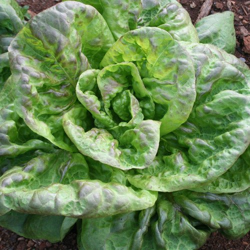 Brown Dutch Lettuce | Thomas Jefferson's Monticello