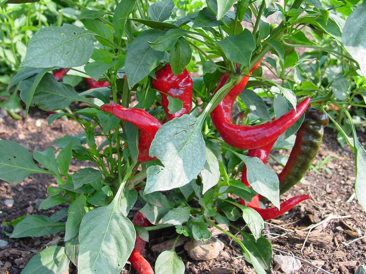 Cayenne Pepper | Thomas Jefferson's Monticello