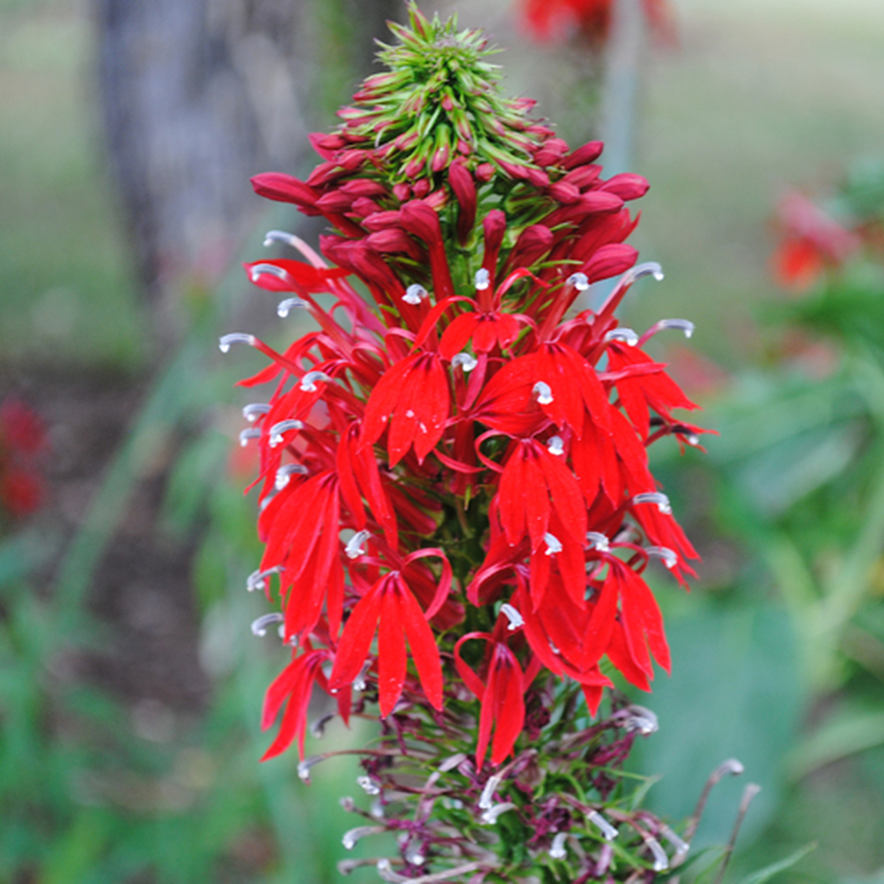 Cardinal Flower | Monticello