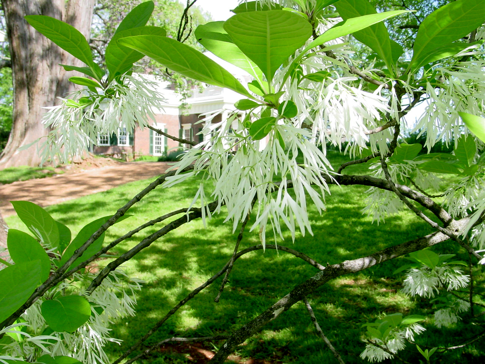Fringe Tree | Monticello