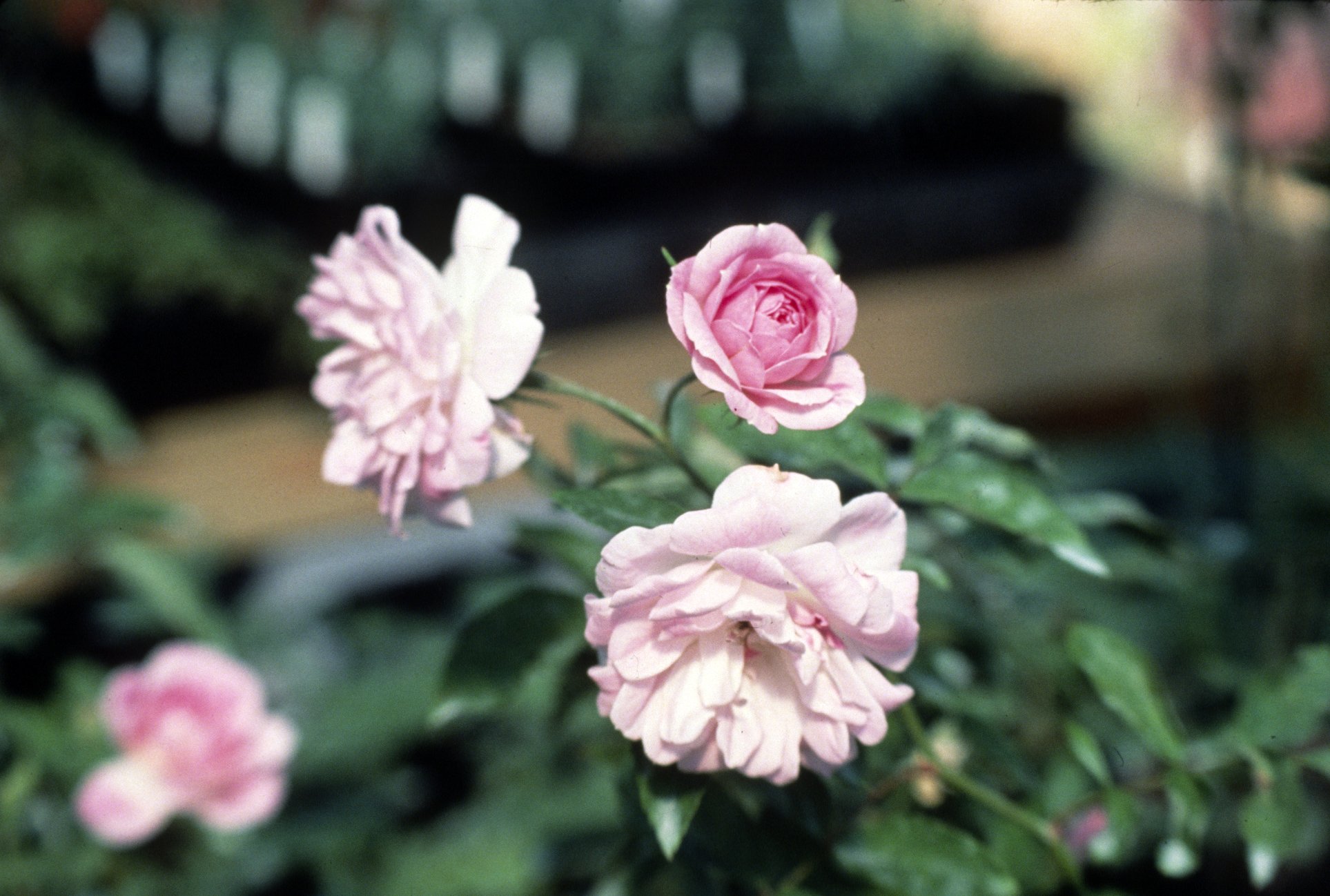 Champneys Pink Cluster Rose | Monticello