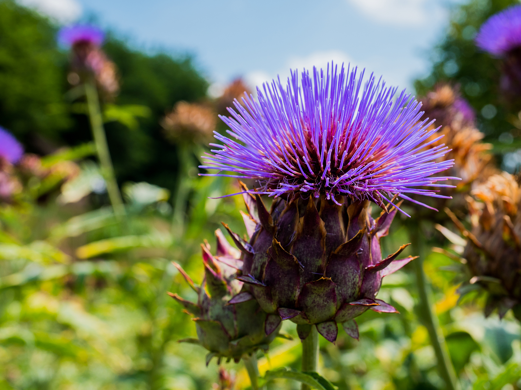 Cardoon | Thomas Jefferson's Monticello
