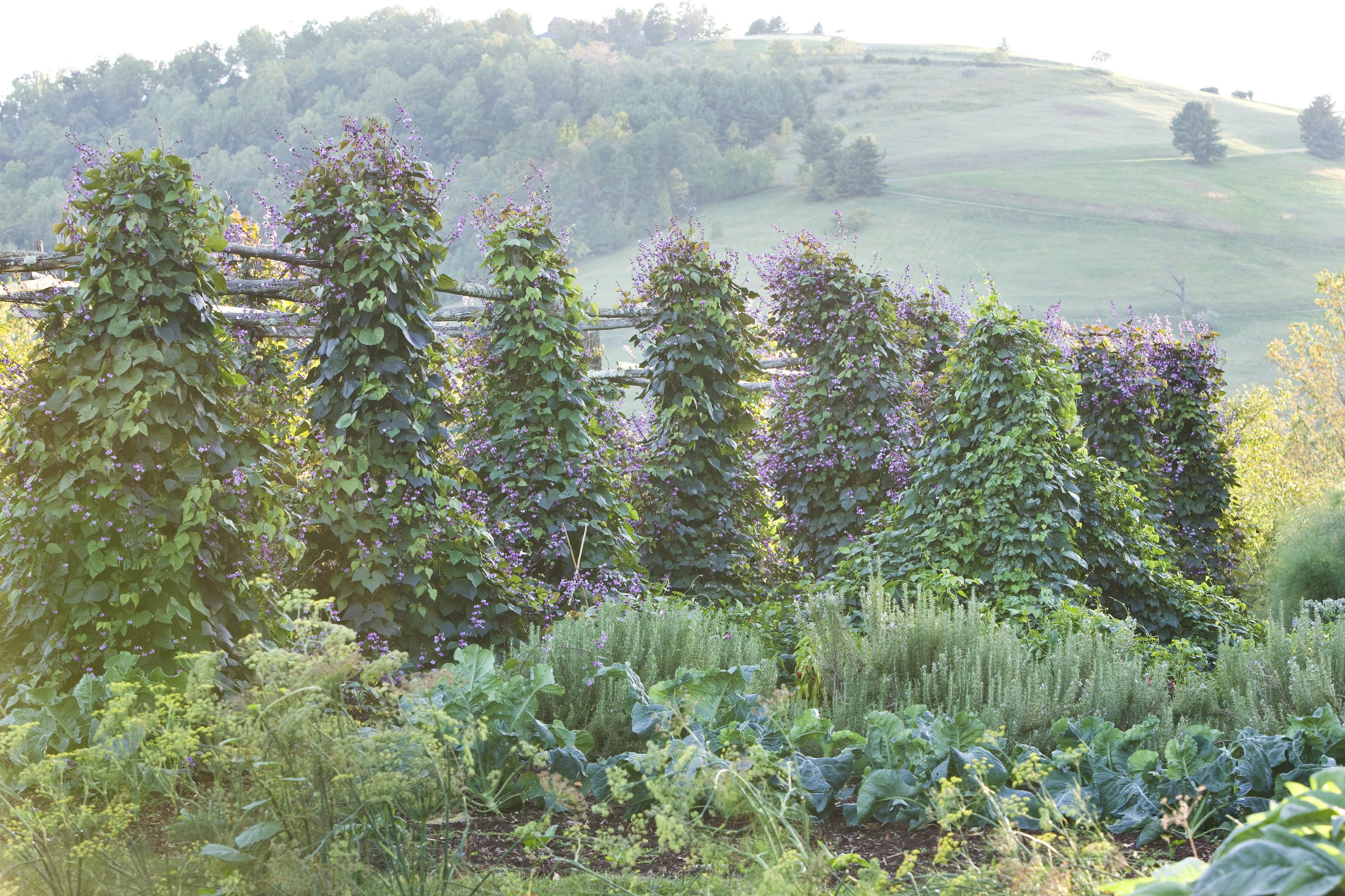 Hyacinth Bean | Thomas Jefferson's Monticello