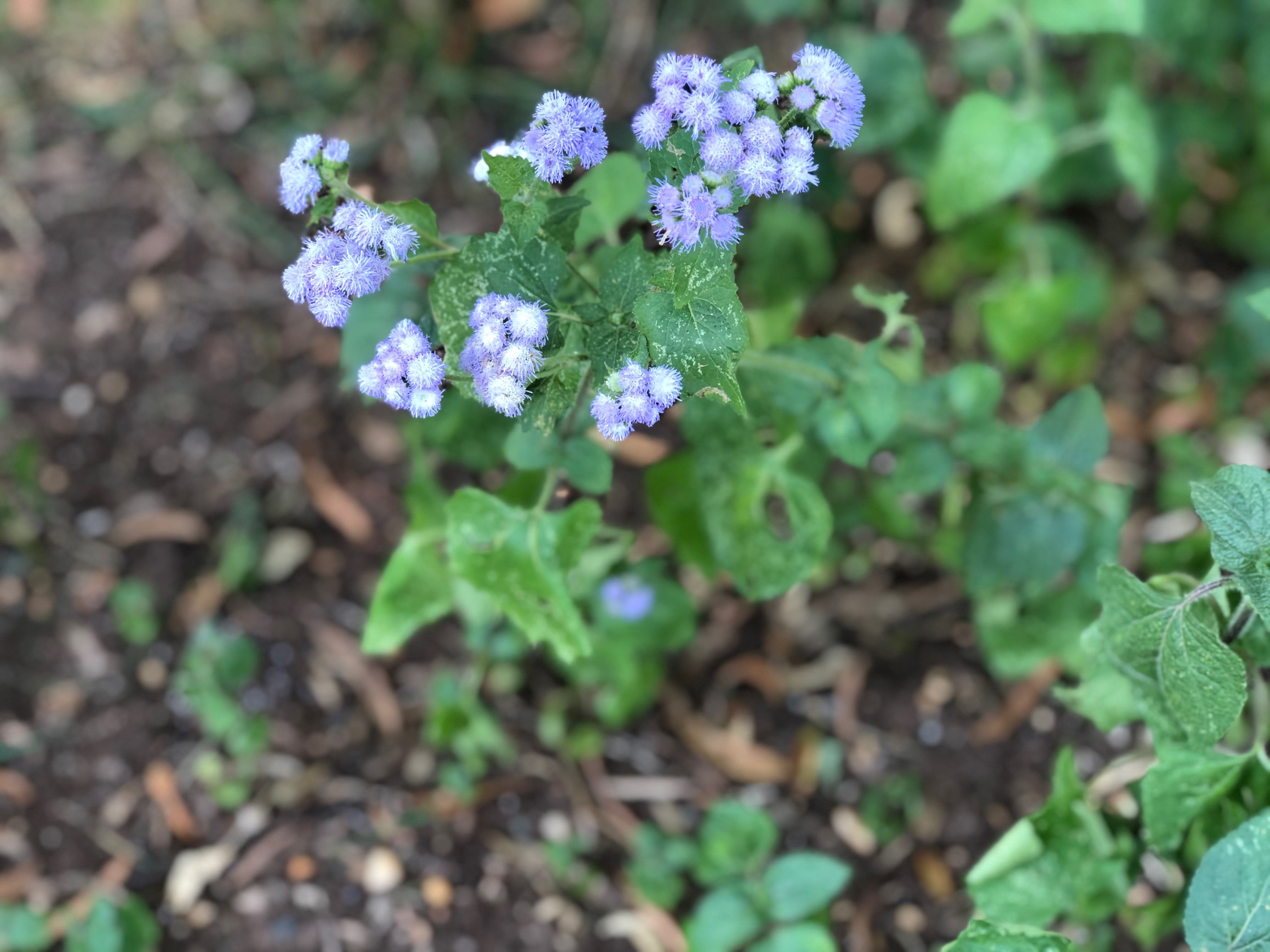 Floss Flower | Thomas Jefferson's Monticello