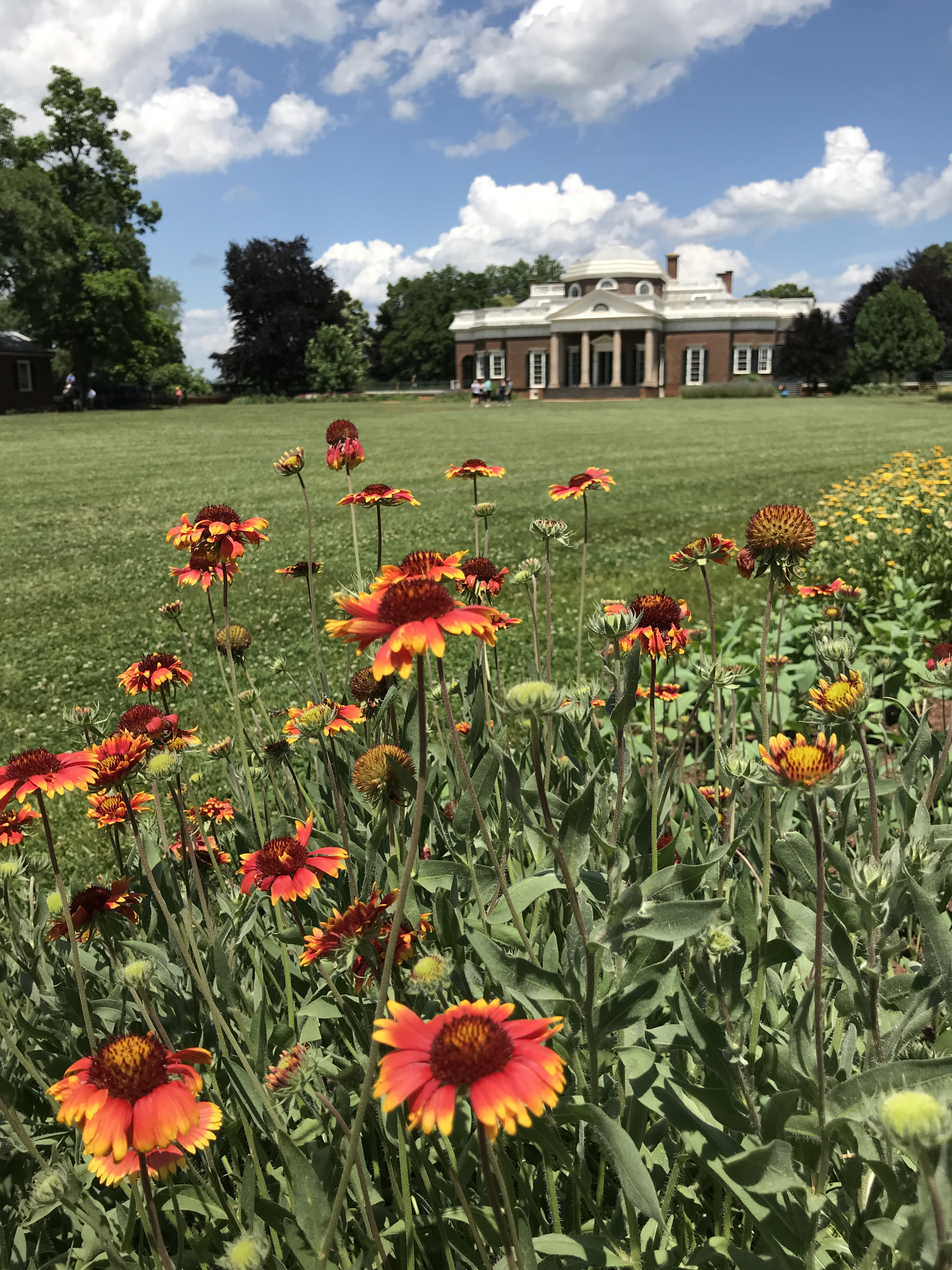 Blanket Flower | Thomas Jefferson's Monticello