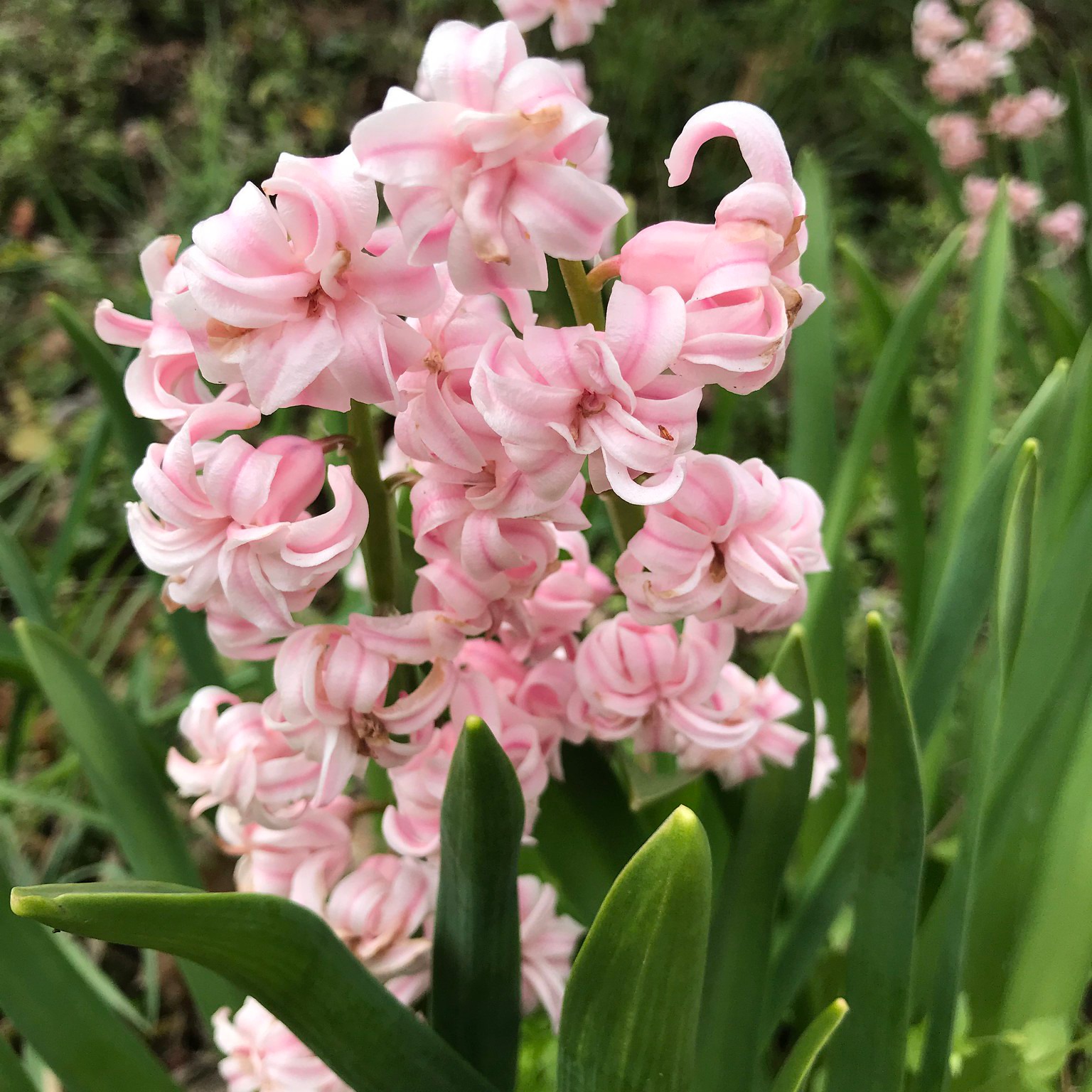 Hyacinth | Thomas Jefferson's Monticello