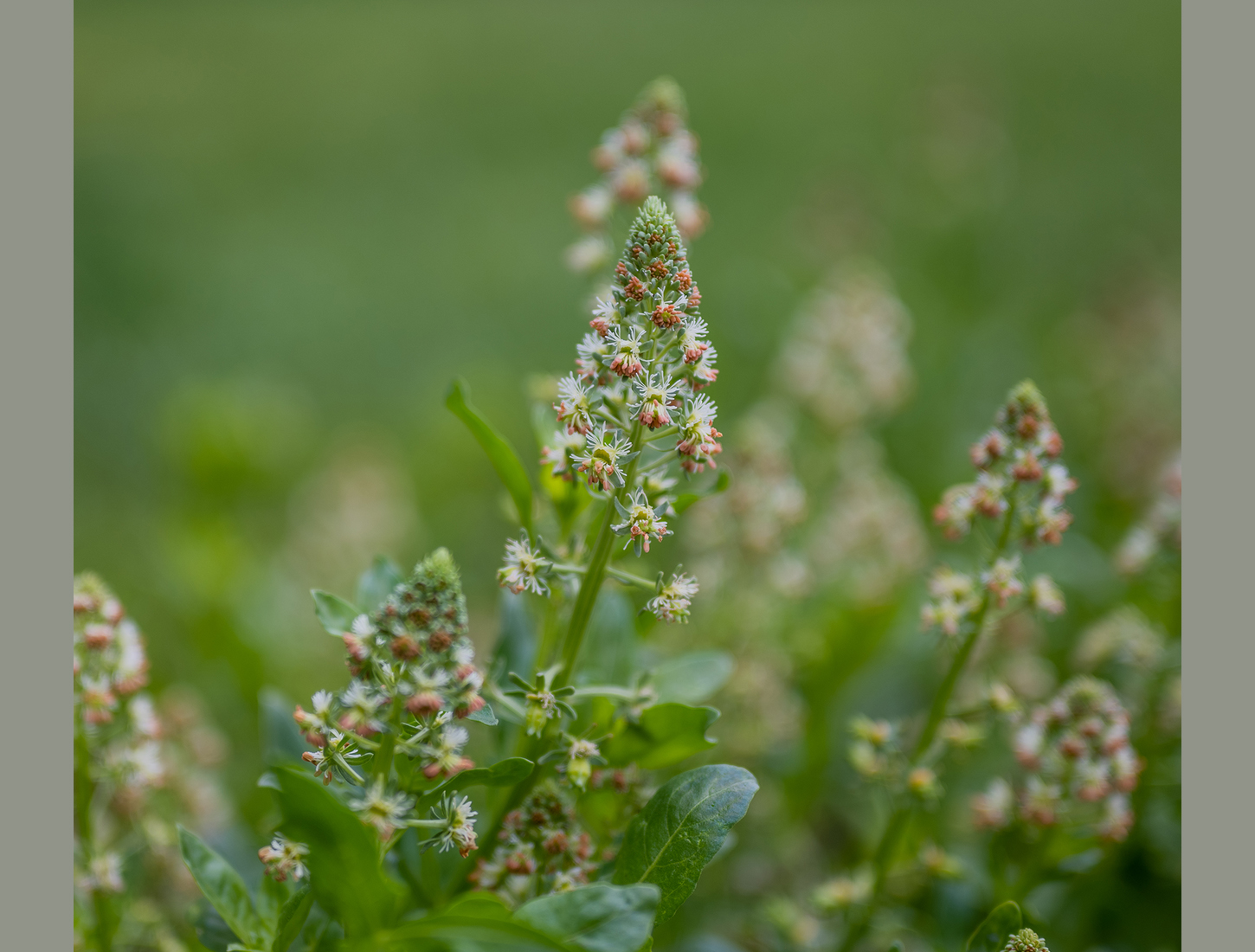 Mignonette | Monticello