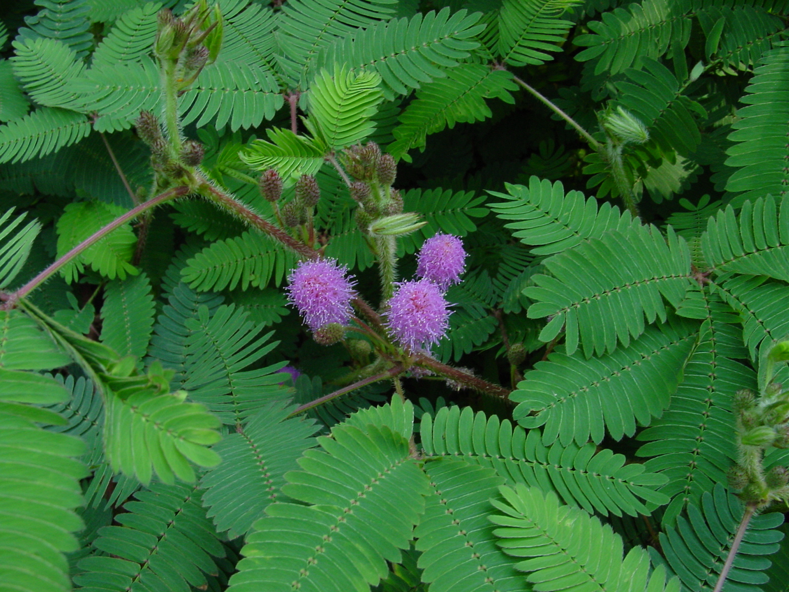 Sensitive plant | Thomas Jefferson's Monticello