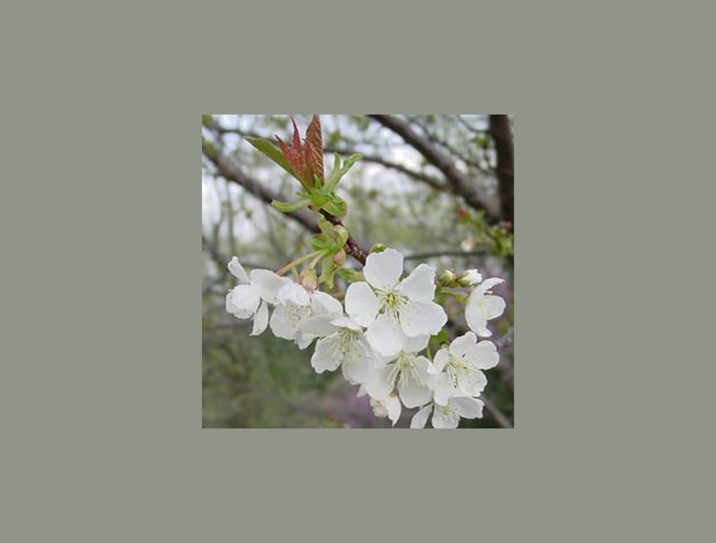 Montmorency Cherry | Thomas Jefferson's Monticello