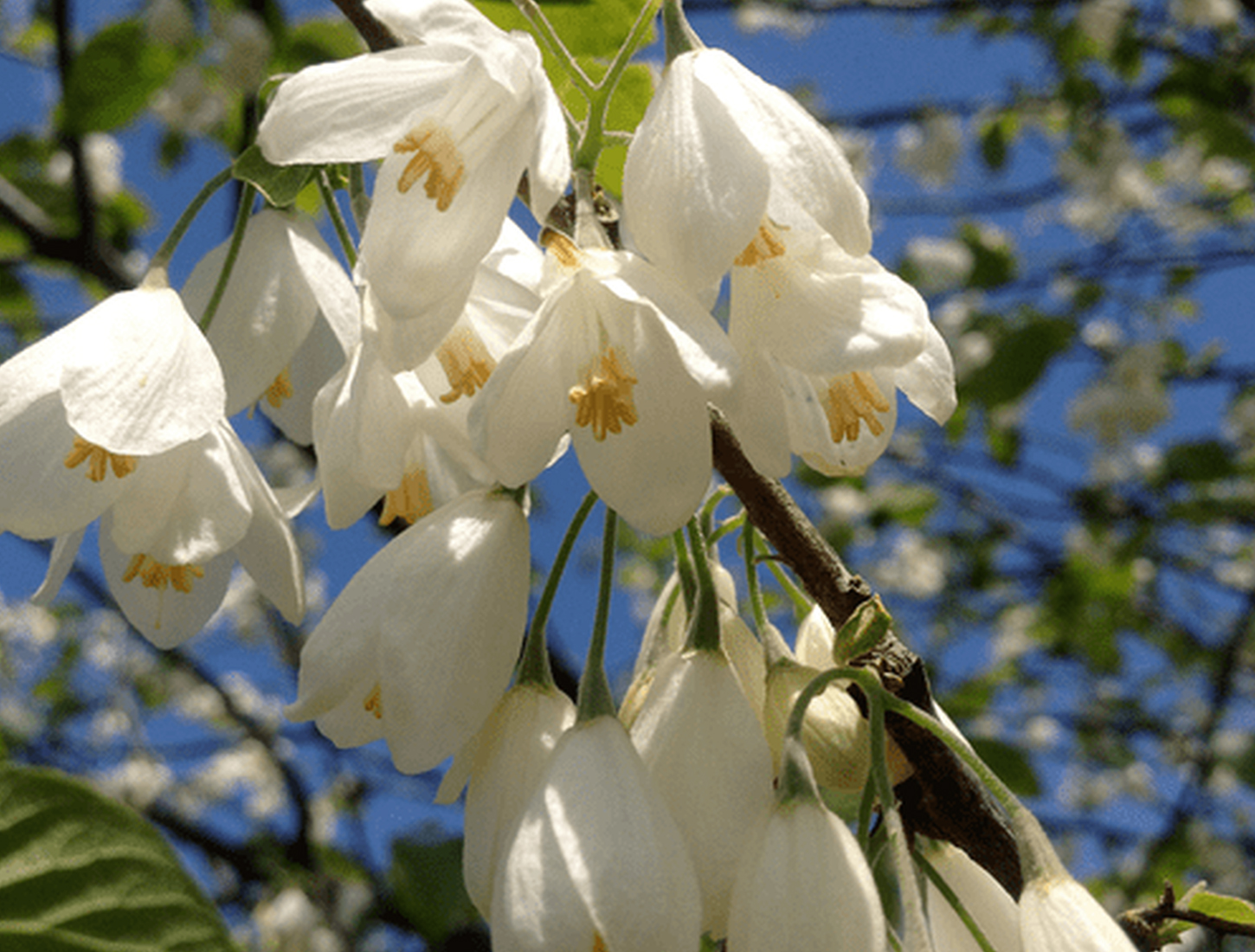 Mountain Silverbell | Monticello