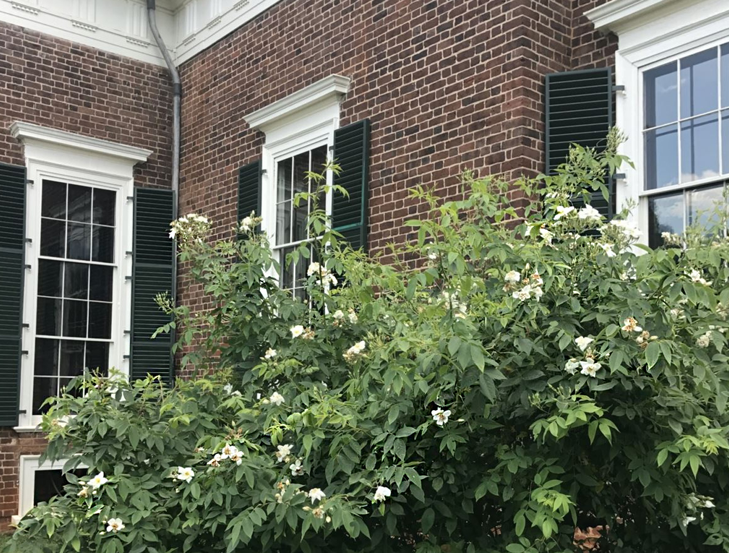 Musk Rose | Thomas Jefferson's Monticello