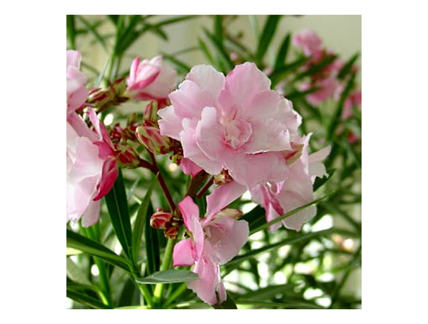 Oleander | Monticello