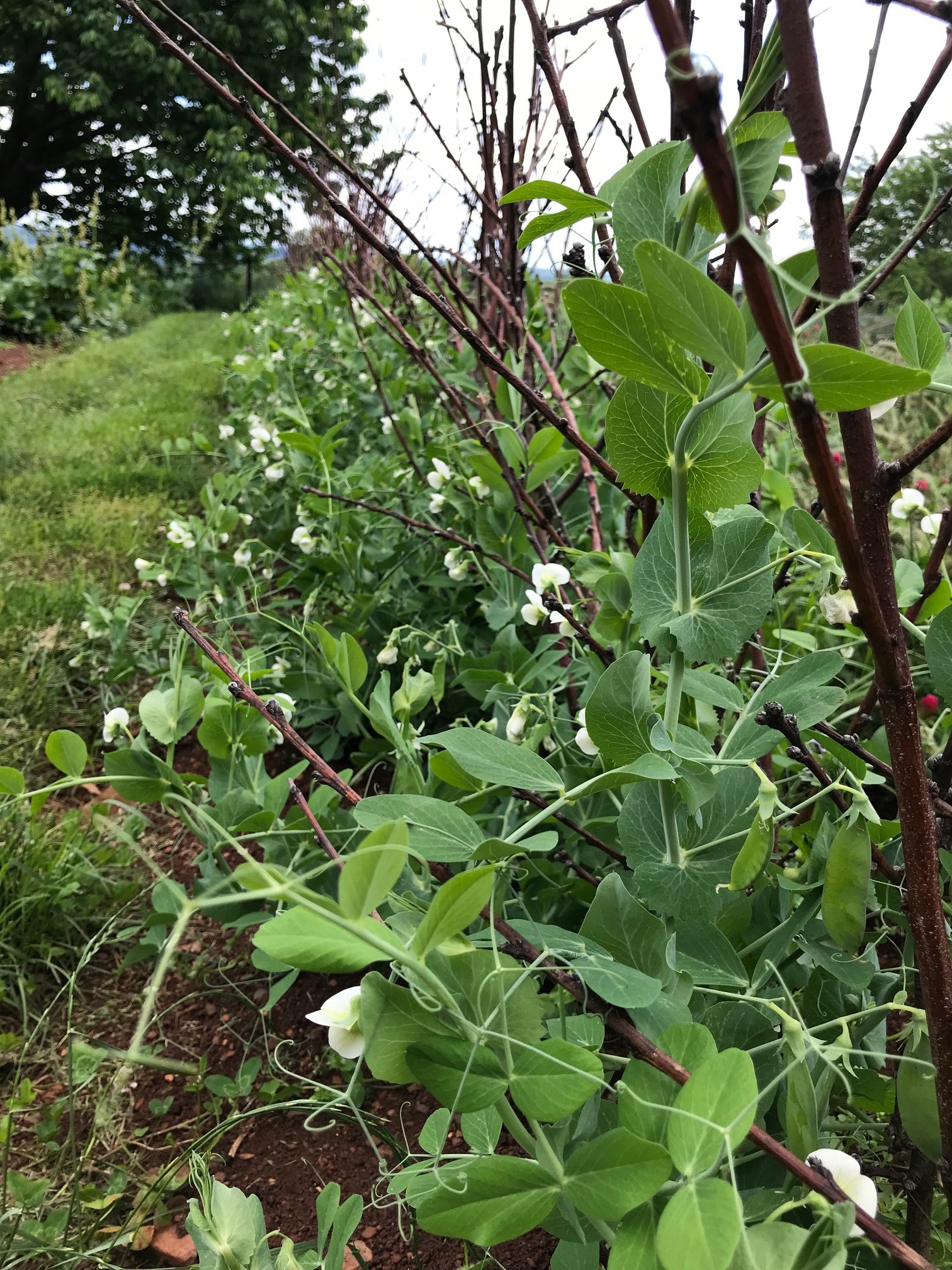 Prussian Blue Pea | Monticello