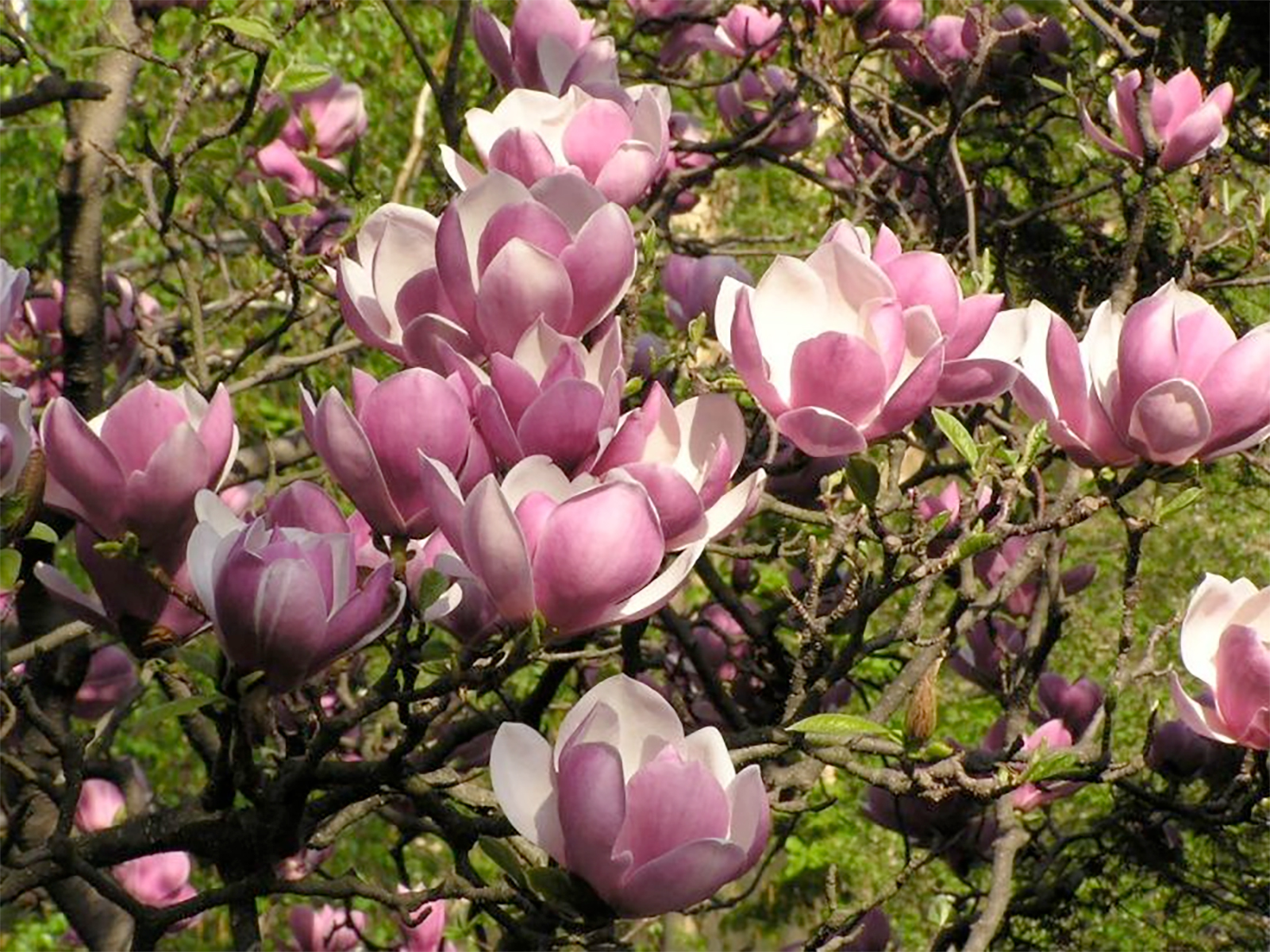 Saucer Magnolia | Thomas Jefferson's Monticello