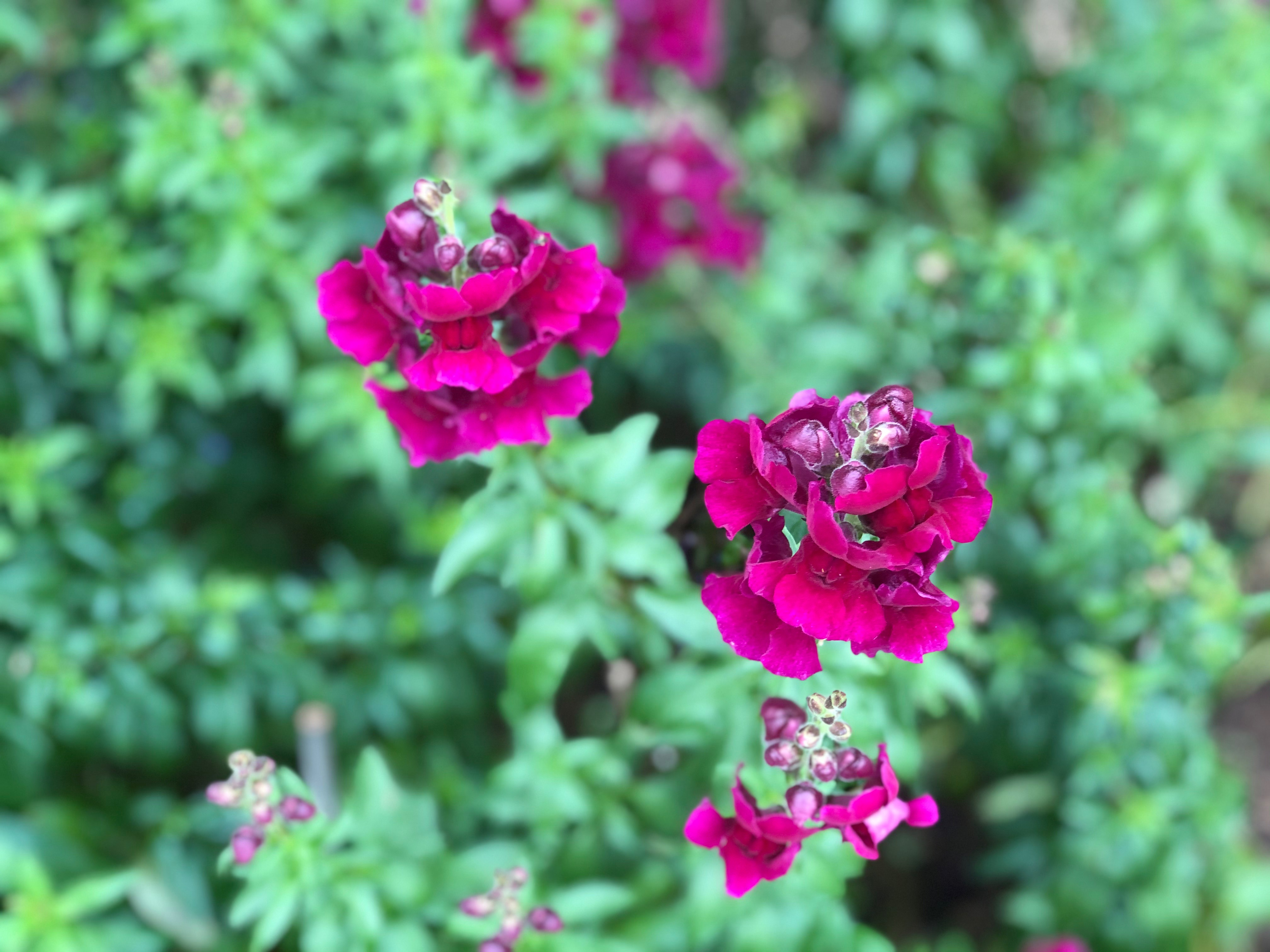 Snapdragon | Thomas Jefferson's Monticello