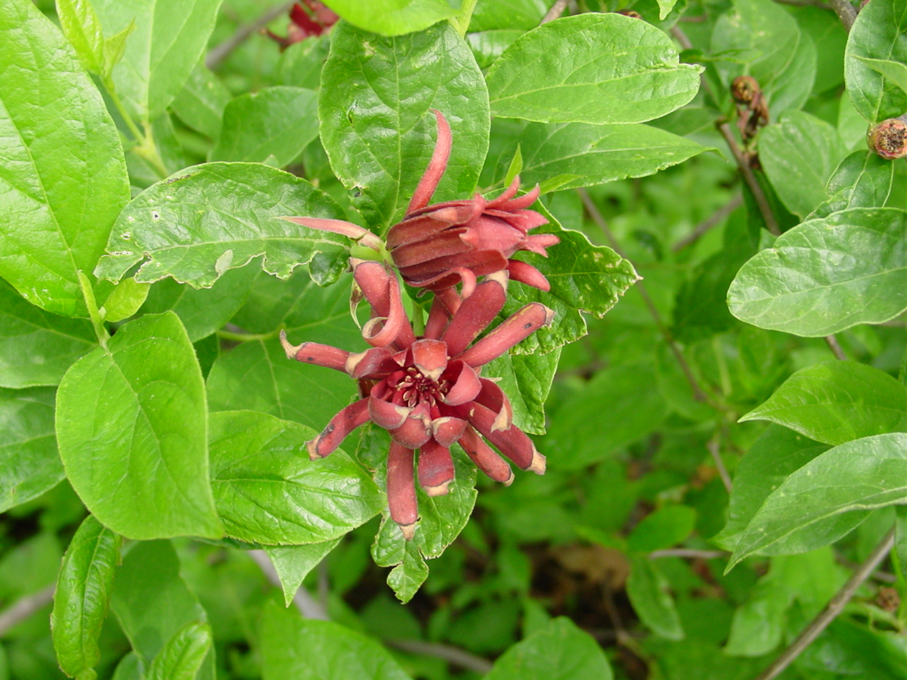 Sweet Shrub | Monticello