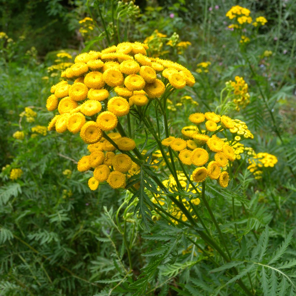 Tanacetum Vulgare Crispum
