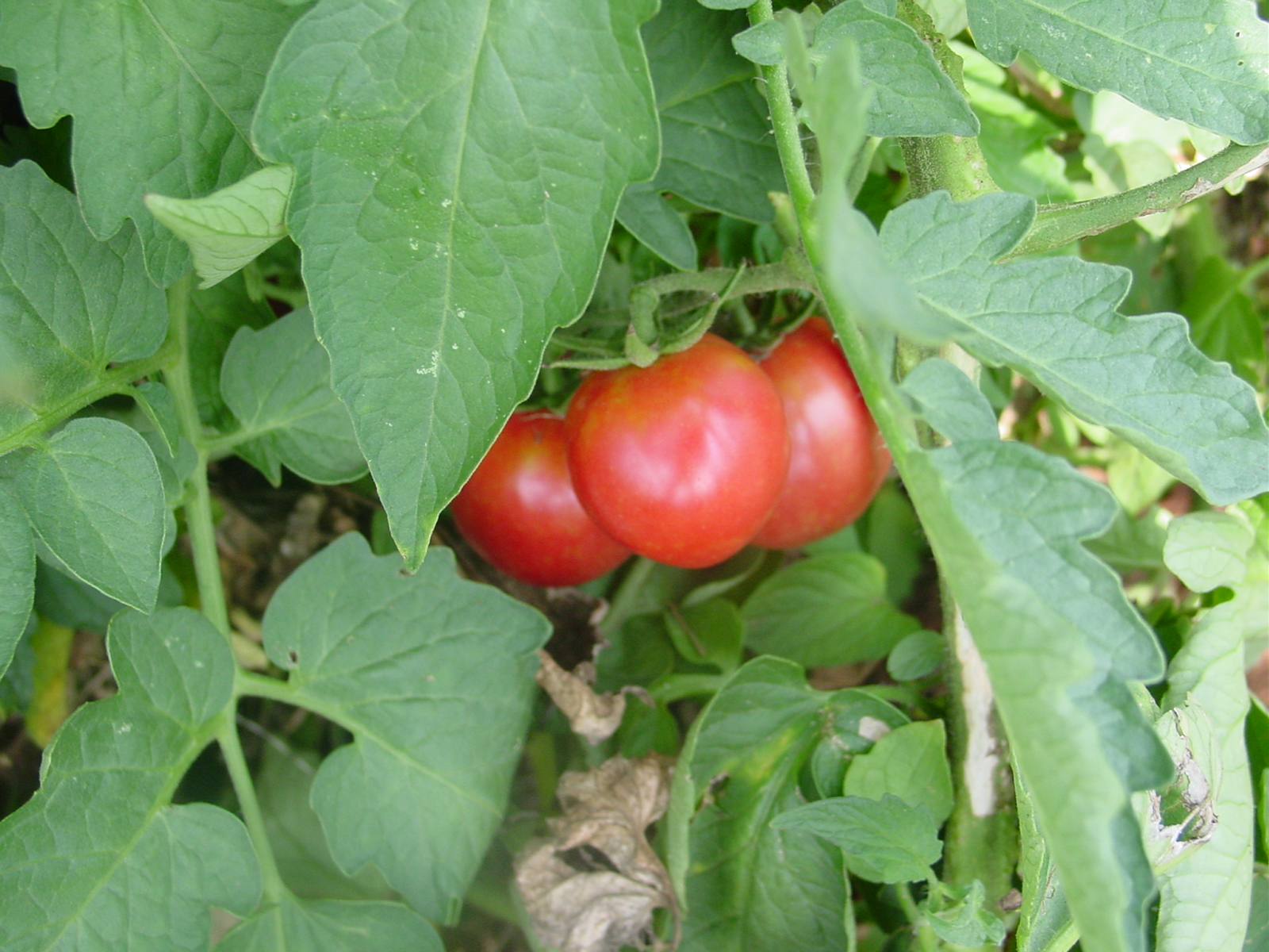 Tomato | Thomas Jefferson's Monticello