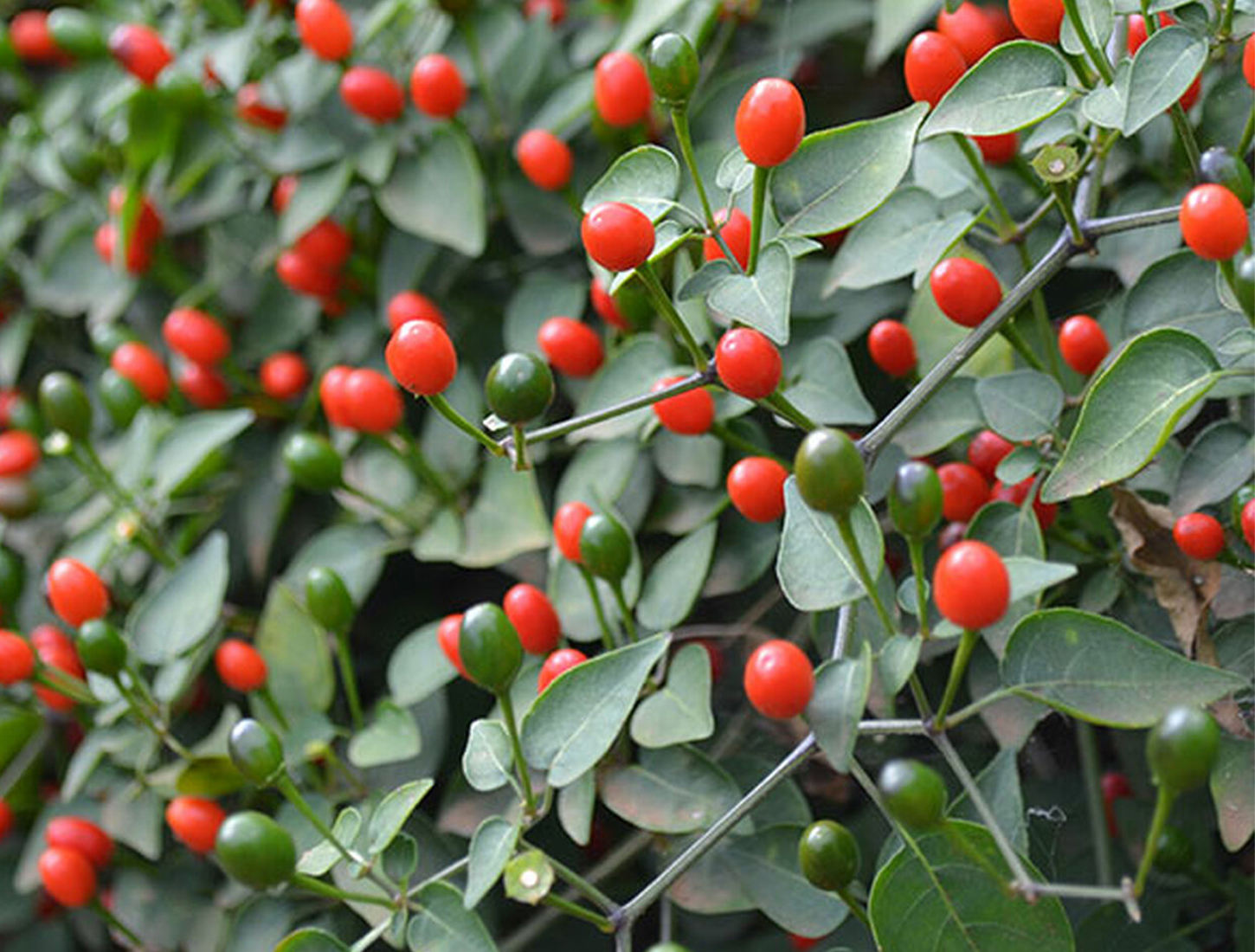 McMahon's Texas Bird Pepper | Thomas Jefferson's Monticello