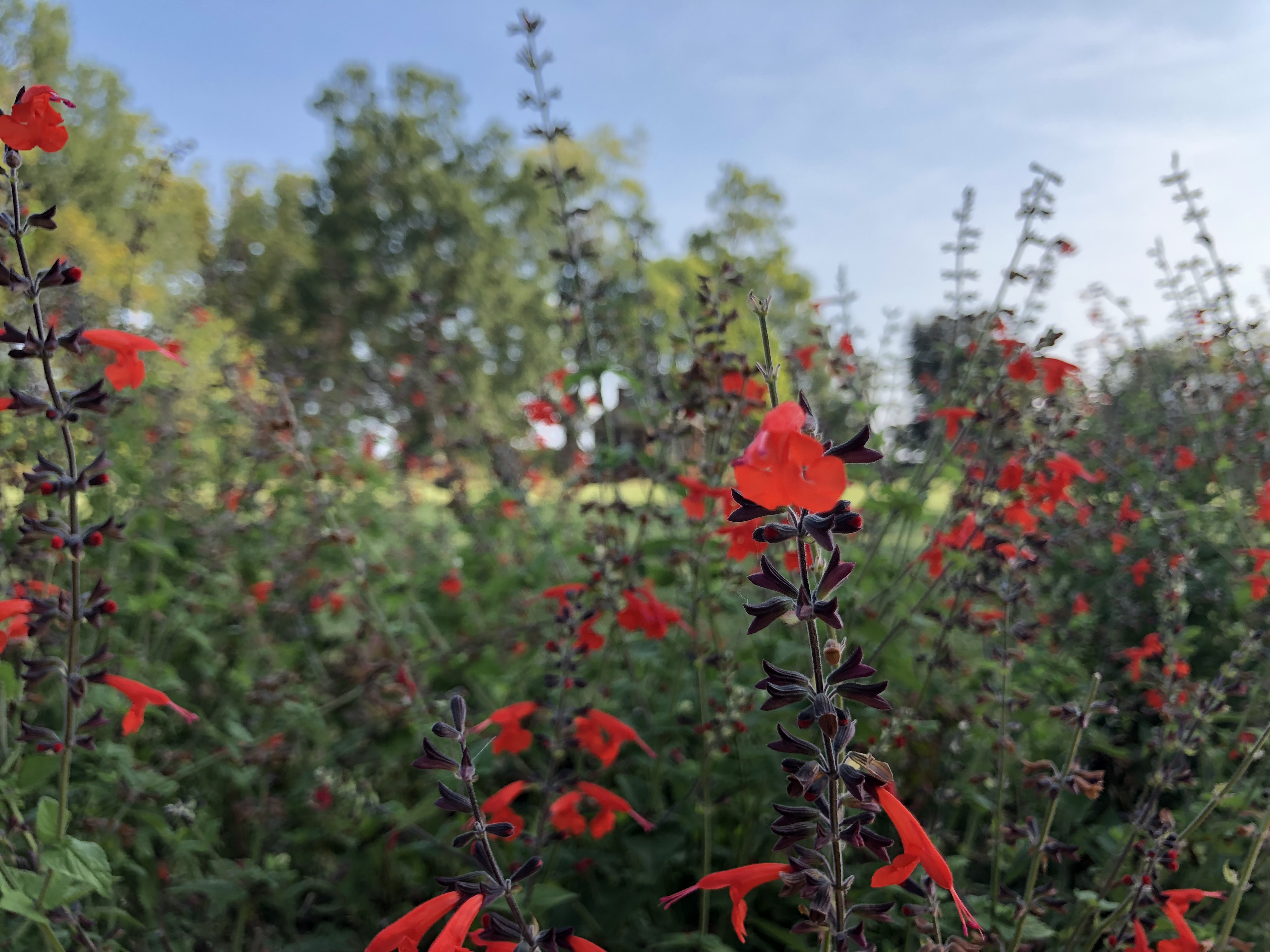 Texas Sage | Thomas Jefferson's Monticello
