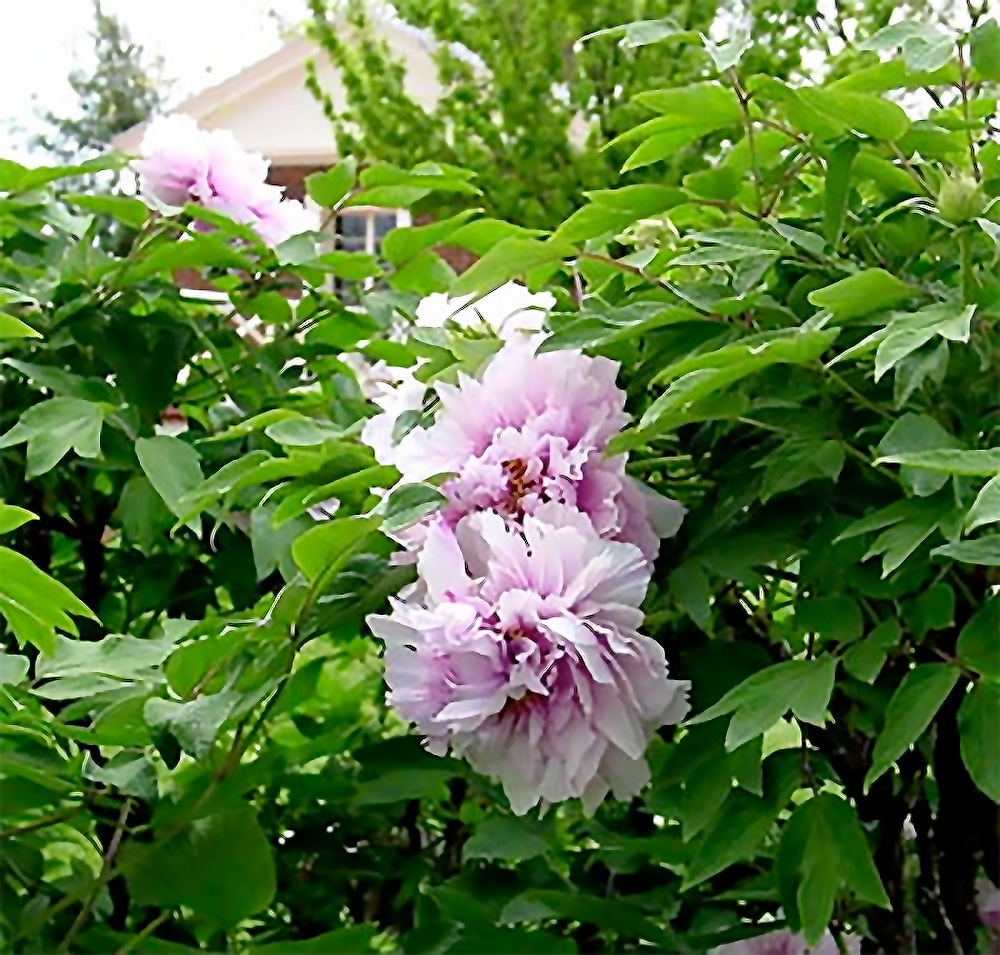 Tree Peony | Monticello