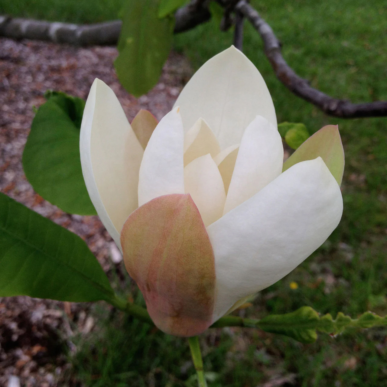 Umbrella Magnolia | Thomas Jefferson's Monticello