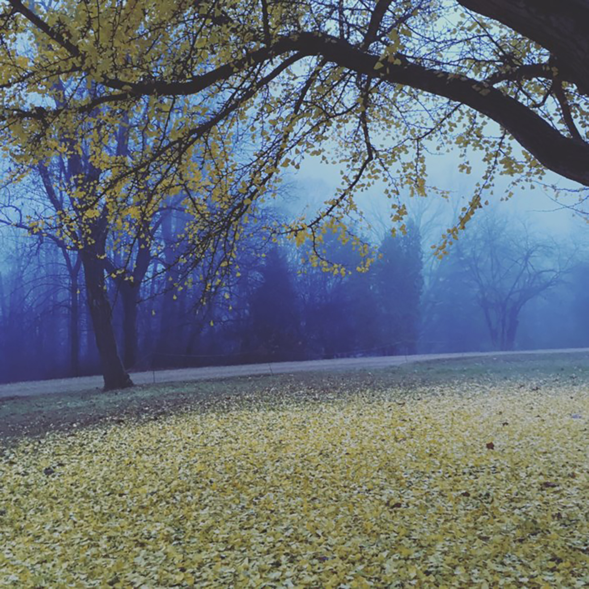 Ginkgo biloba | Thomas Jefferson's Monticello