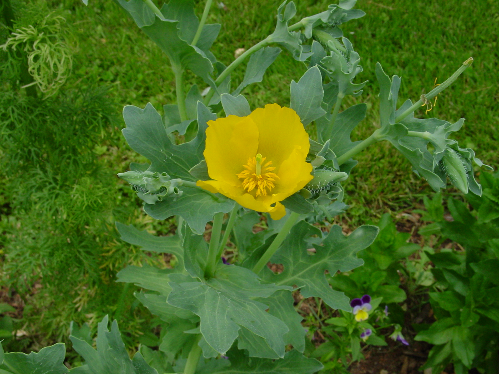 Yellow-horned Poppy | Thomas Jefferson's Monticello
