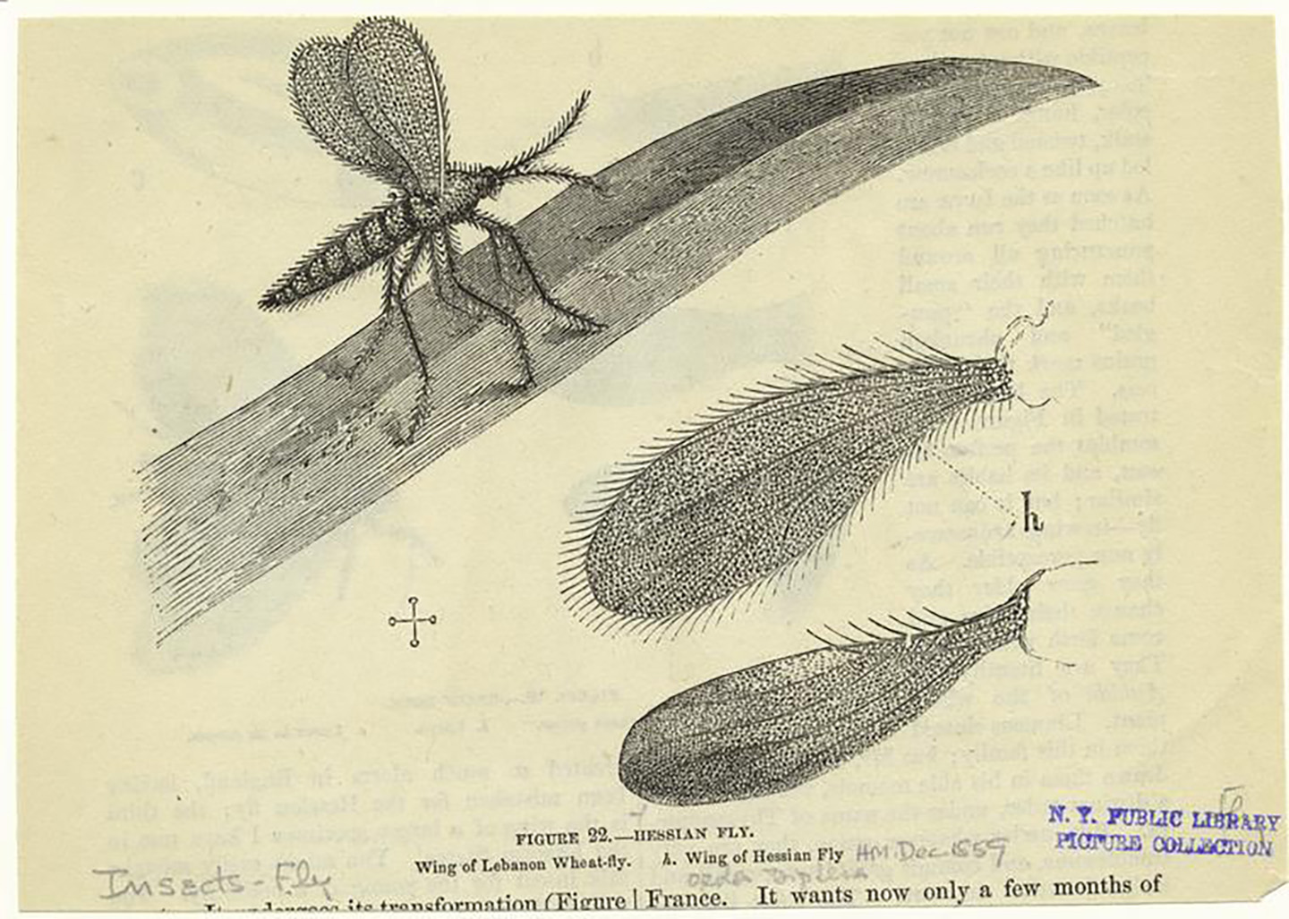 Hessian Fly | Monticello