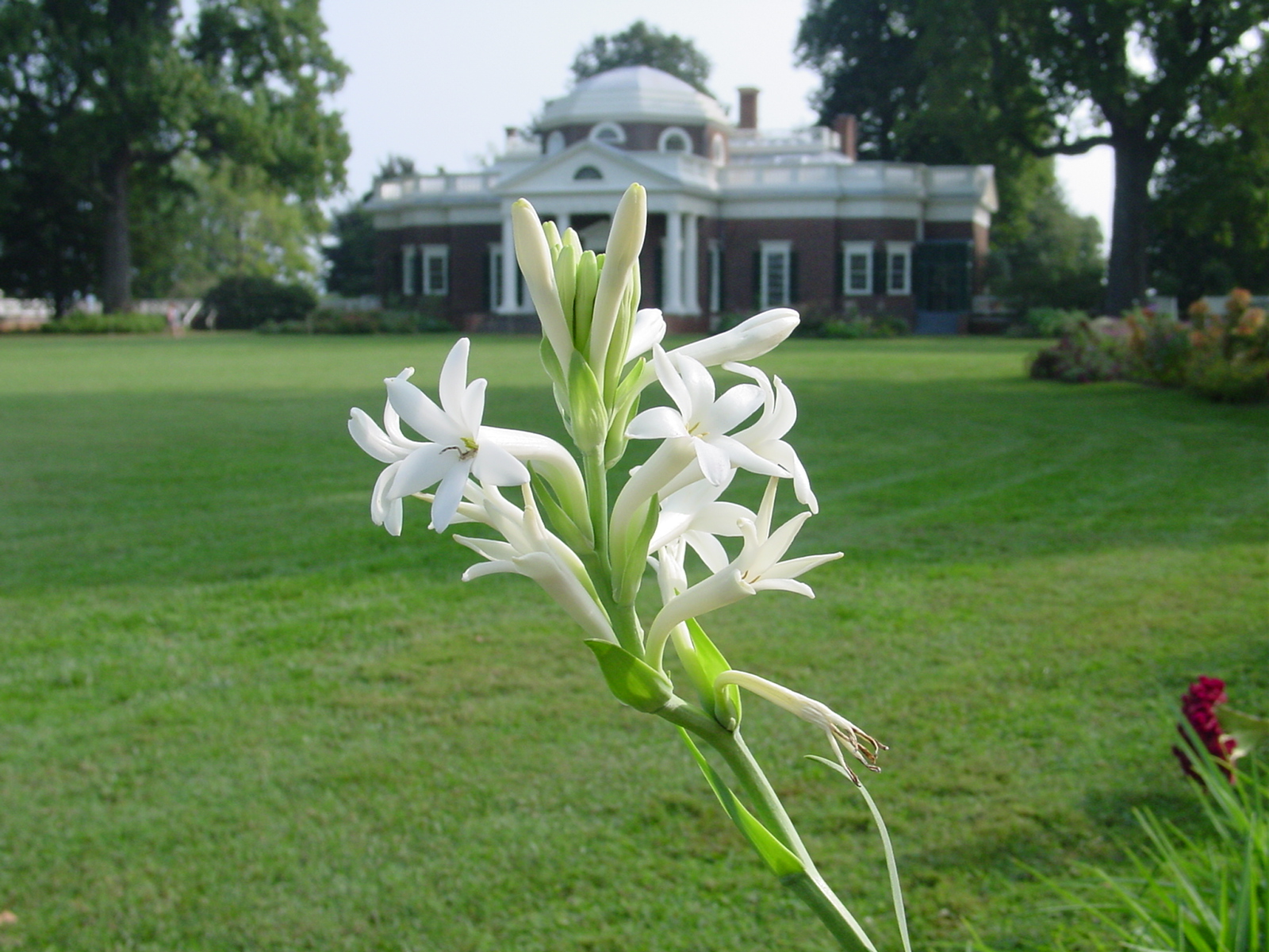 Tuberose - Polianthus tuberosa | Monticello