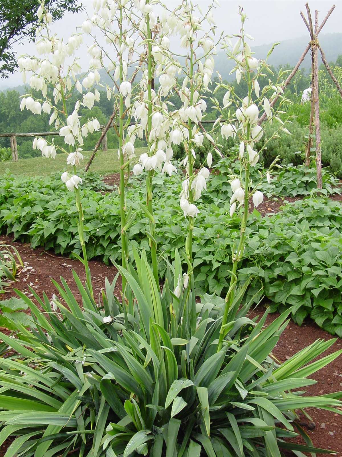 Yucca | Thomas Jefferson's Monticello